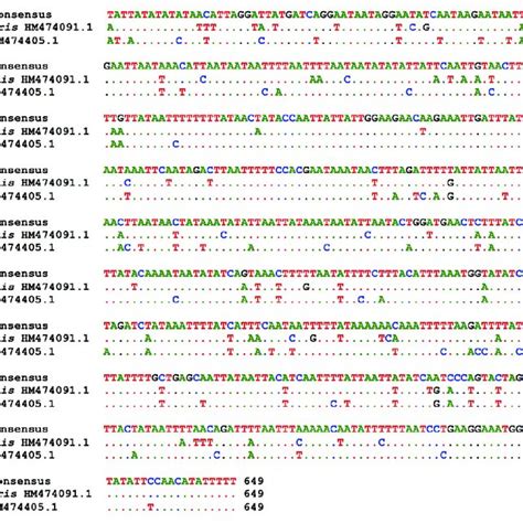 Multiple Nucleotide Sequence Alignment Of Cytochrome C Oxidase I Gene