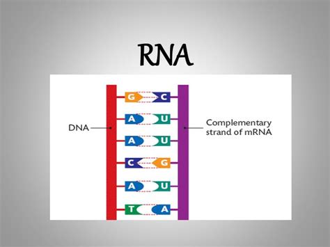 Ppt Rna Powerpoint Presentation Free Download Id2864488