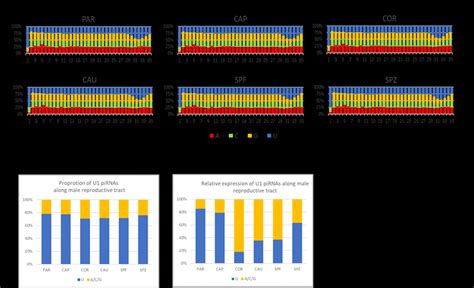 Nucleotide Frequency At Each Position For All Detected Pirna In Each