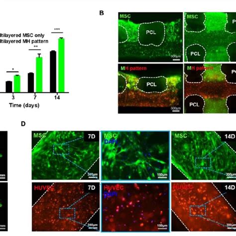 3d Printed Multi Layered Microstructure With Msc And Mh Pattern A Download Scientific