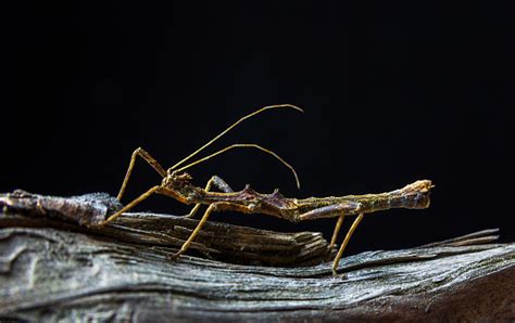 Brown Stick Bug Walking Insect Phasmatodea Standing On Wood With Black