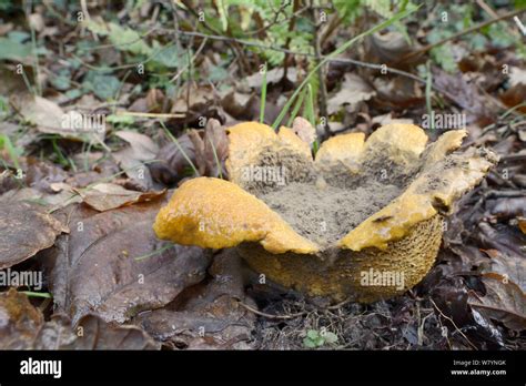 Common Earthball Scleroderma Citrinum Releasing Spores Millook