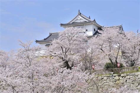 【この春に行くべき岡山県の桜の名所5選！】歴史を感じる岡山後楽園＆樹齢1000年超えの名桜も！ Tabizine～人生に旅心を～