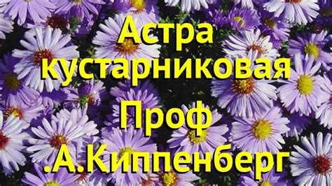 Астра кустарниковая Проф. А.Киппенберг. Краткий обзор, описание aster ...