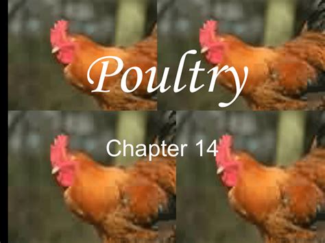 Poultry Ppt