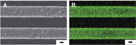 A Sem Image And B Edx Mapping Of Cu Element Of The Patterned