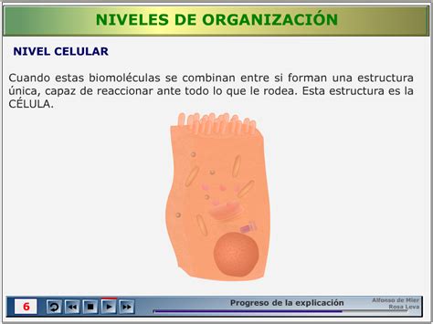 Disfrutemos Las Ciencias Naturales Profesor Mauris Sarria Niveles De