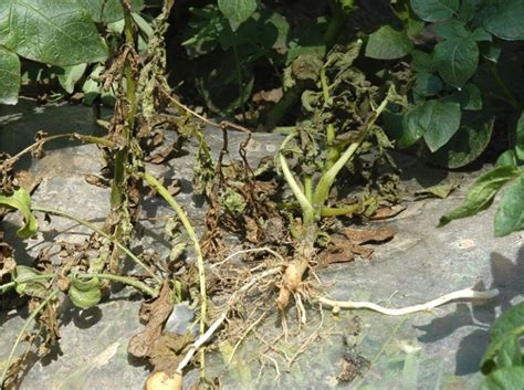 Potato Blight