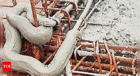 Punjab Python In Mumbai 4 Ft Long Python Slithers Up 13 Floors In