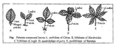 Palmately Compound Leaf