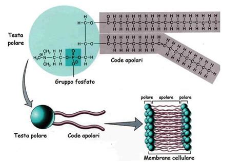 Membrana Cellulare O Membrana Plasmatica