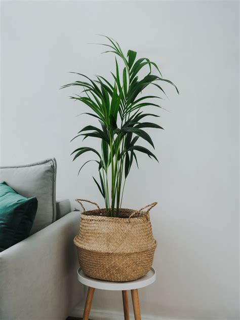 10 Tropical Indoor Plants To Grow