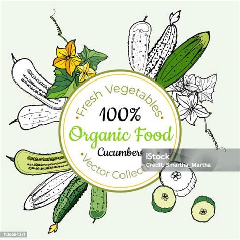 오이 야채 식료품 빈티지 벡터 스티커 포스터 라벨 템플릿 소식통 신선한 식품 라인 손으로 그린 그림 오이 슬라이스 한 채소 채식
