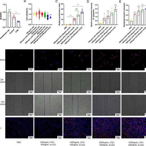 Circ0001785 Induce Proliferation Of Endothelial Cells And Inhibit