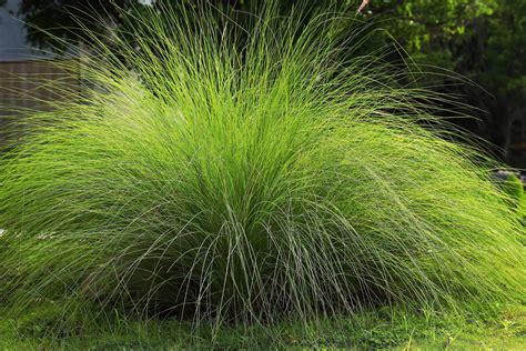 Seedville 200 Weeping Lovegrass Eragrostis Curvula Plant Seeds