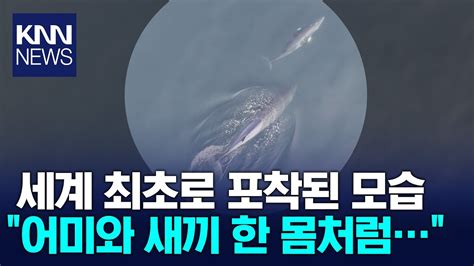 울릉도에 등장한 밍크고래 드넓은 바다 자유롭게 Knn Youtube