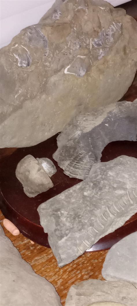 Some Cool Fossils I Found Today Nys R Fossilhunting