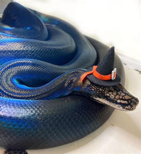 Super Gc Nonviable Reticulated Python By Whips Chains And Scales