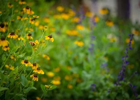 Selecting Native Plants P Allen Smith