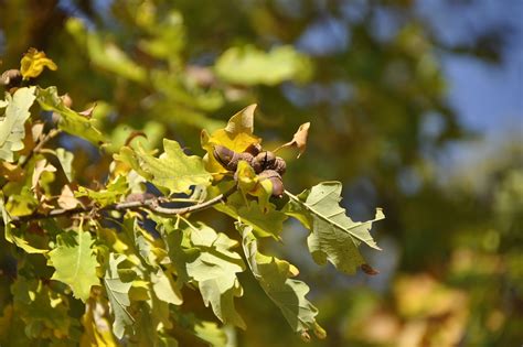 Gland Arbre Chêne Des Photo gratuite sur Pixabay