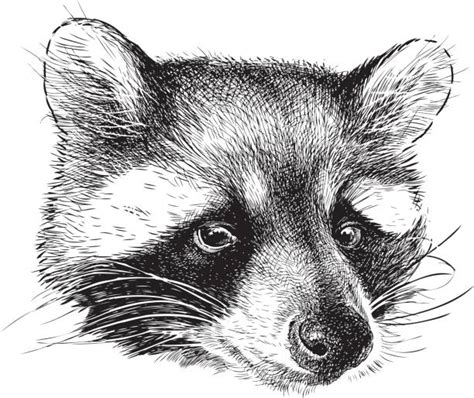 Raccoonhead Illustrations Royalty Free Vector Graphics And Clip Art Istock