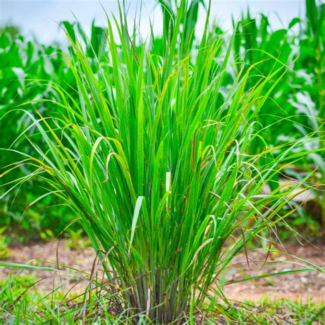 Indian Lemongrass Cymbopogon Flexuosus Tender Perennial Annies
