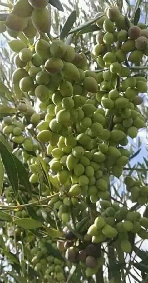 ‫بيع زيت الزيتون بالجملة Posts Facebook‬