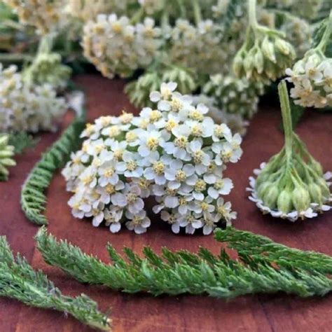 Foraging Yarrow Identification Look Alikes And Uses Artofit