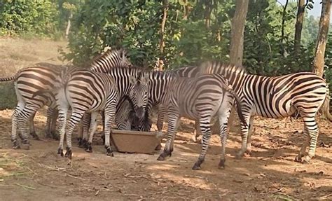 গাজীপুরের বঙ্গবন্ধু শেখ মুজিব সাফারি পার্কের দায়িত্বে নতুন প্রকল্প পরিচালক জাতীয়