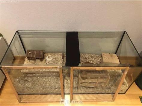 Terrarium Tiere Gratis Zu Verschenken