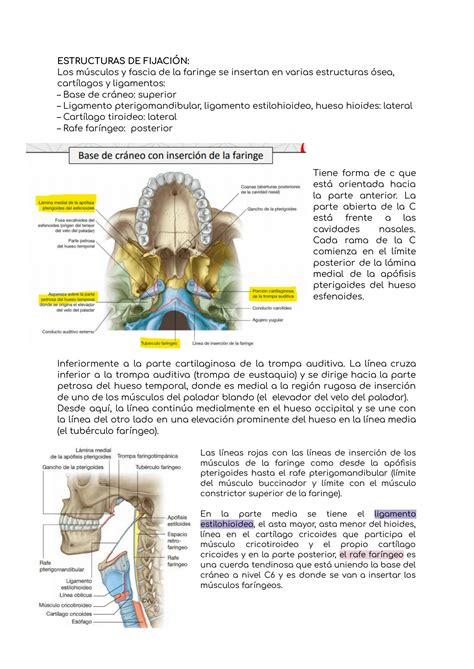SOLUTION Sistema Digestivo Estructura De Faringe Y Es Fago Studypool