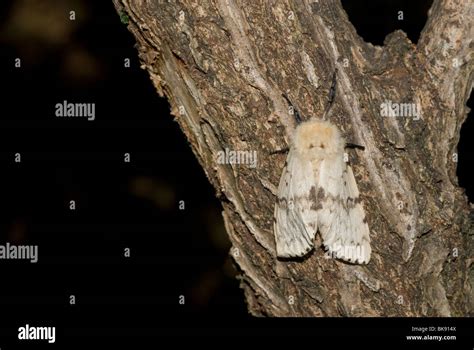 Female Adult Gypsy Moth Lymantria Dispar Stock Photo Alamy