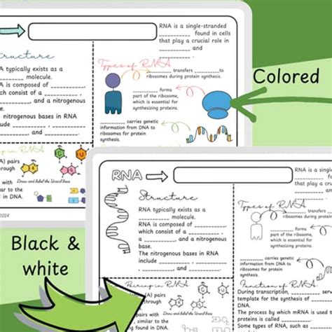 Macromolecules Doodle Notes Bundle By Biologystem Tpt