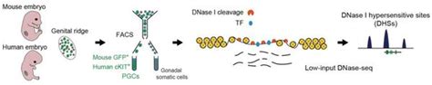 Cell Research丨高绍荣江赐忠合作组揭示原始生殖细胞的染色质状态 知乎