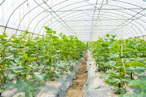 大棚温差大露水多病害多该怎么防治 蔬菜园地 寿光市九合农业发展有限公司