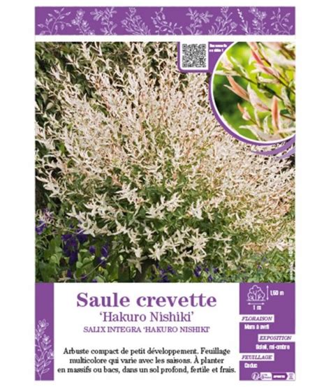 SALIX INTEGRA HAKURO NISHIKI Voir SAULE CREVETTE