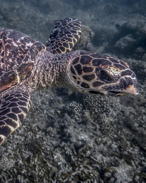 Premium Photo Hawksbill Sea Turtle