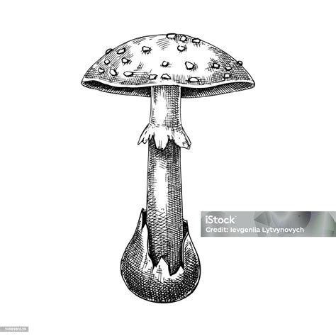 Sketsa Jamur Beracun Ilustrasi Stok Unduh Gambar Sekarang Jamur Jamur Pangan Alam Istock