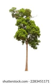 Isolated Tree Set Located On White Stock Photo Shutterstock