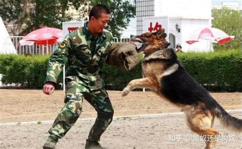 都说德牧犬很“完美”，为什么很少有人养？因为一般人养不了！ 知乎