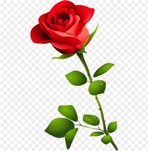 Transparent Background Rose PNG Image With Transparent Background TOPpng