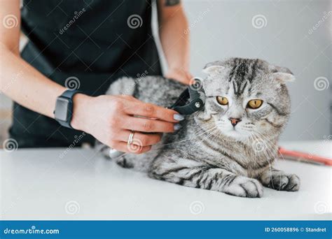 Using Special Brush To Clean The Hair Scottish Fold Cat Is In The