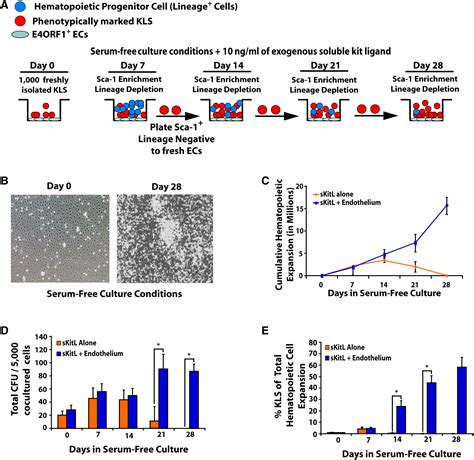 Endothelial Cells Are Essential For The Self Renewal And Repopulation