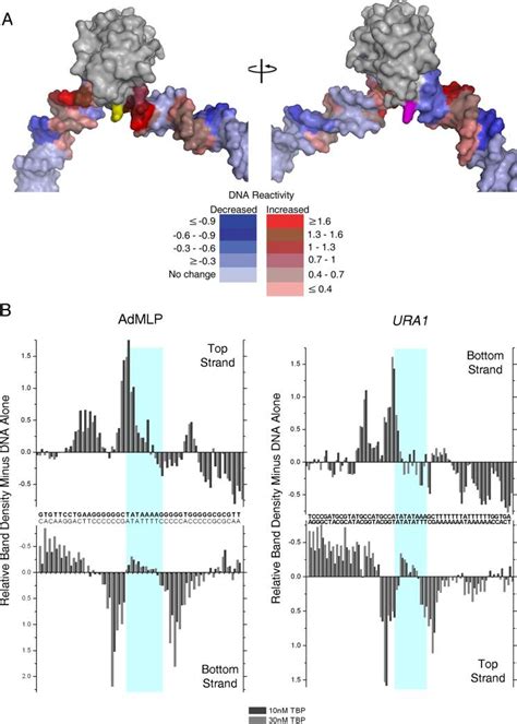 Tbp Tethered Febabe Cleavage Of Ura1 And Admlp Dna A Model Of The