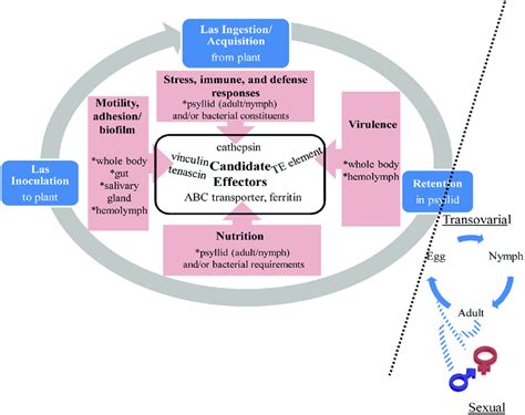 Propagative Định Nghĩa Cách Sử Dụng Và Ví Dụ Minh Họa