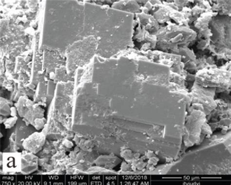 Characteristics Under Sem Analysis Download Scientific Diagram