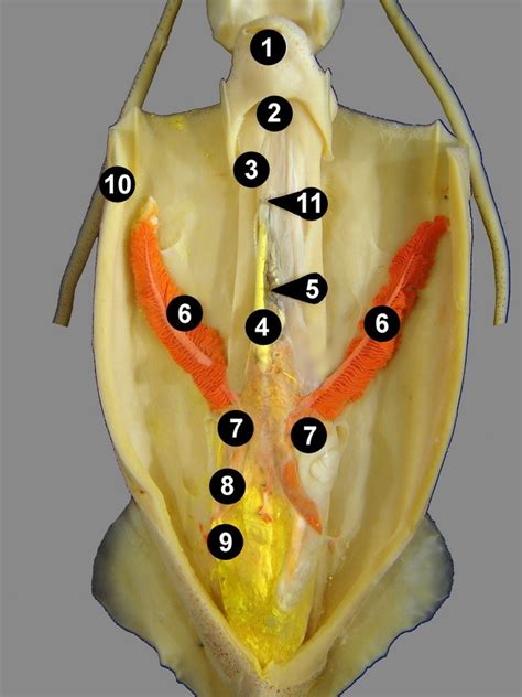 Bio 211 Lab Practical 1 Squid Dissection Internal View Diagram Quizlet