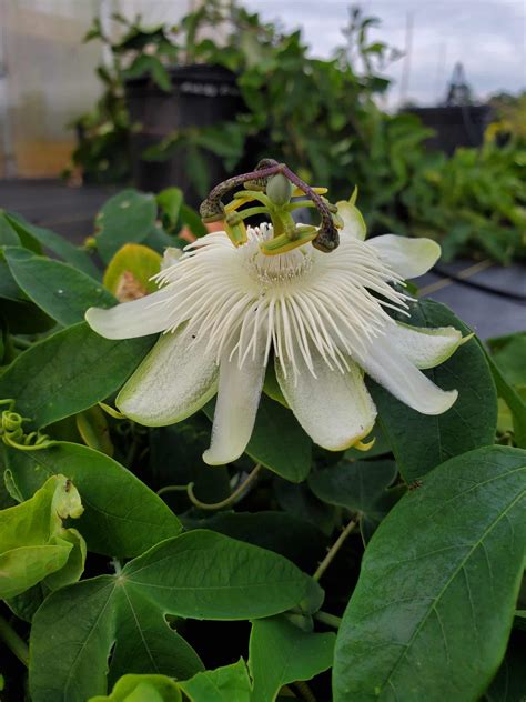 Passiflora ‘white Wedding Snowdrop Farm