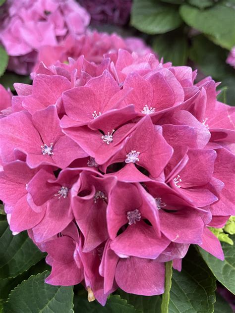 new flower march 31 2024 pink hydrangea mama cormier