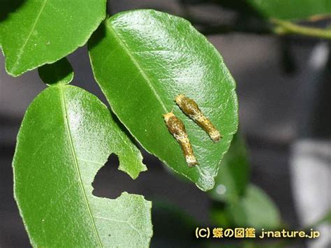 クロアゲハの卵、幼虫、蛹
